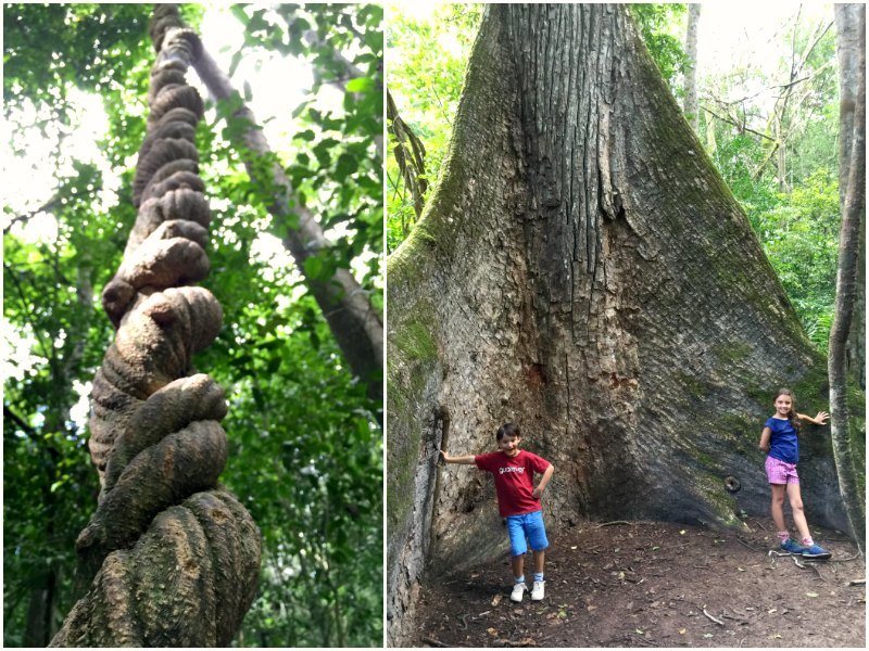 Guatemala with Kids: Take the Kids to Tikal! - globetotting.com