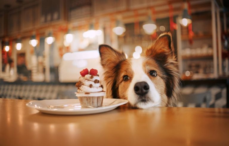 Bone Appétit: The best dog cafes in London - Globetotting